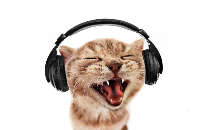 Znate li koju muziku vole mačke? - Pet Magazine Znate li koju muziku vole mačke? - Pet Magazine